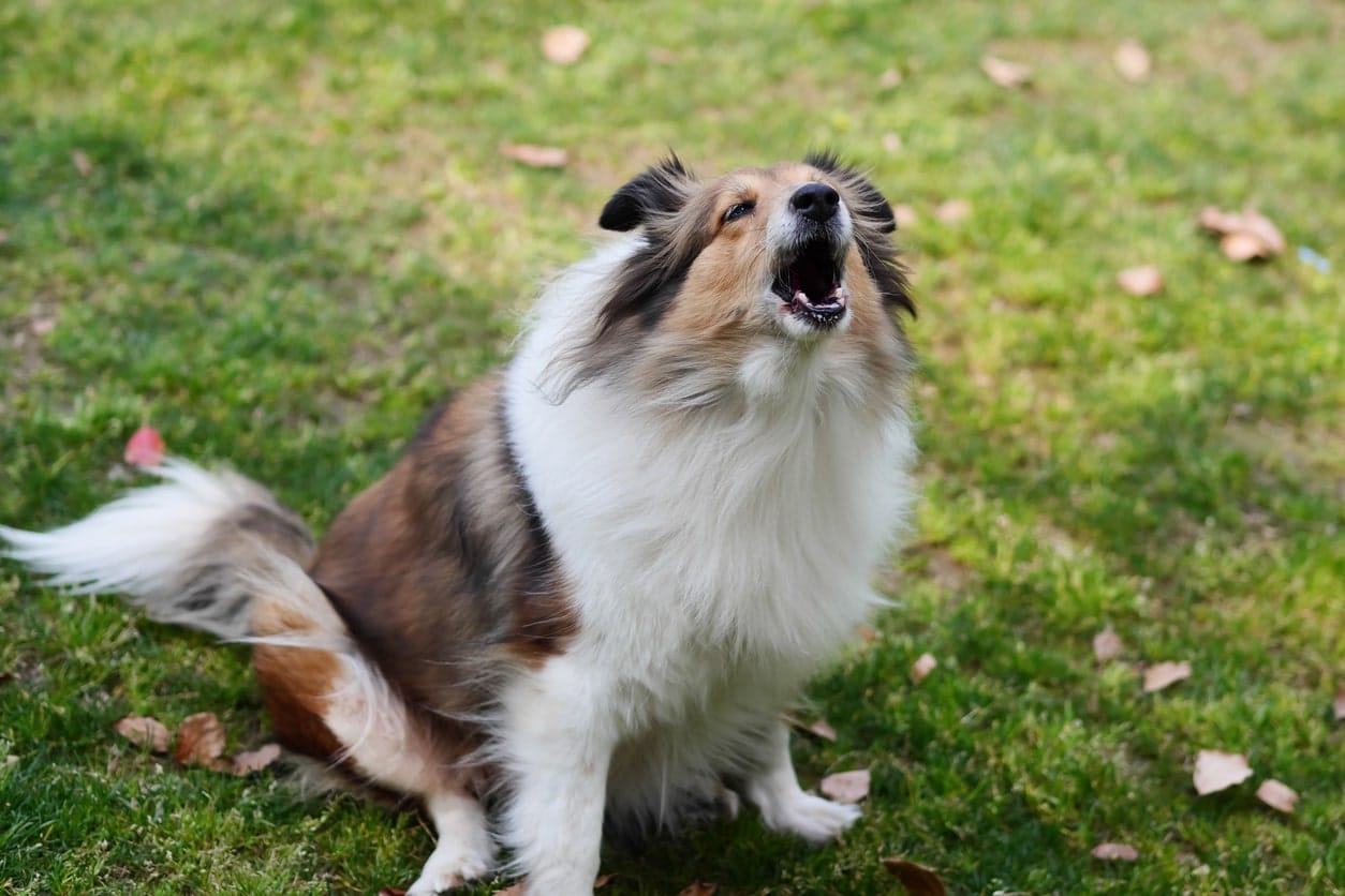 Top 14 Most Vocal Dog Breeds