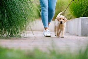 When Do Puppies Start Walking On Their Own?
