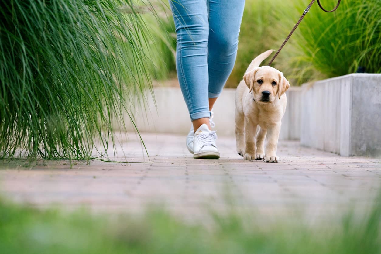 When Do Puppies Start Walking On Their Own?