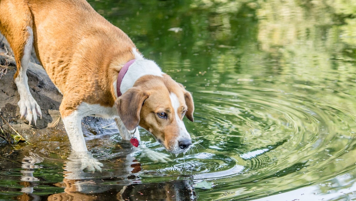 Signs of Water Intoxication in Dogs
