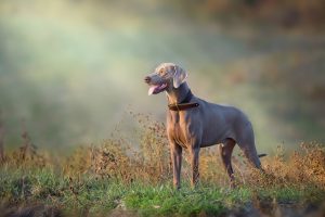 Weimaraner Dog Breed Facts & Information