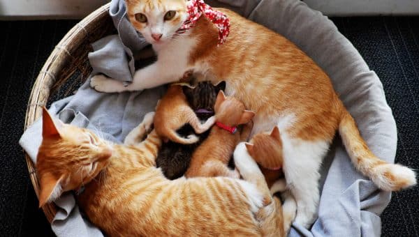 How Many Kittens Can A Cat Have? Litter Size And Pregnancy Tips