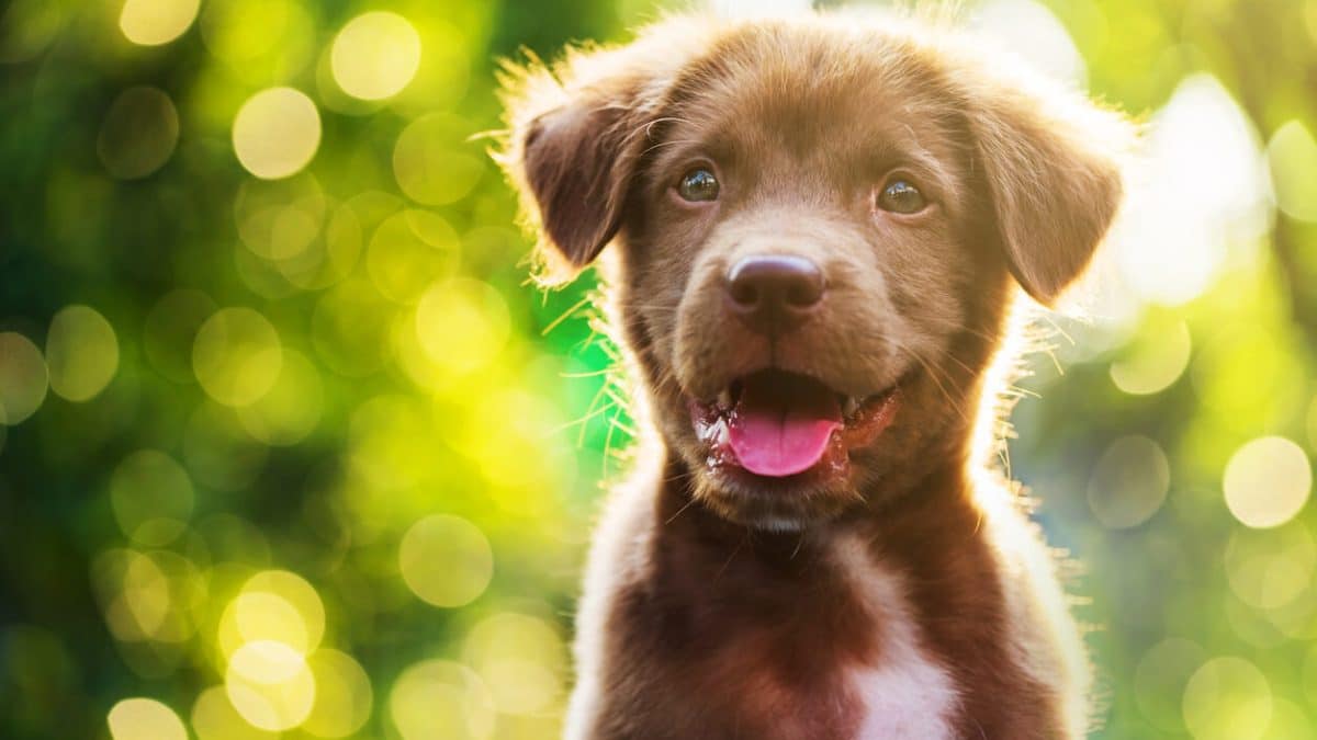 When Can a Puppy Start Going Outside?