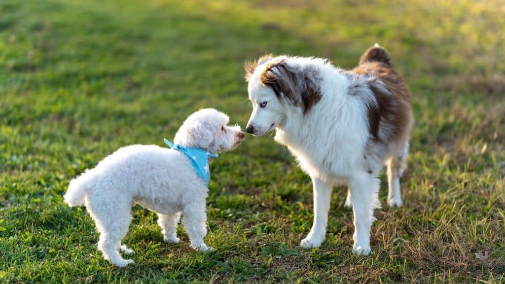 When Can My Puppy Start Meeting Other Dogs?