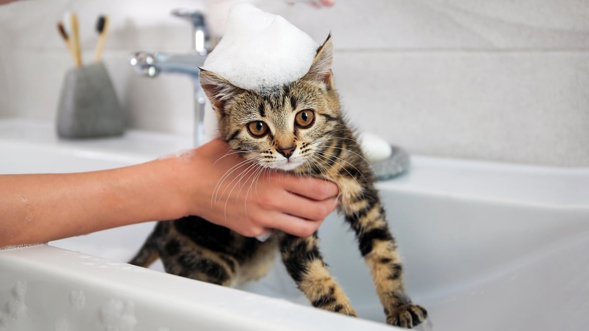 How—and When—To Bathe a Kitten, Including Rescues