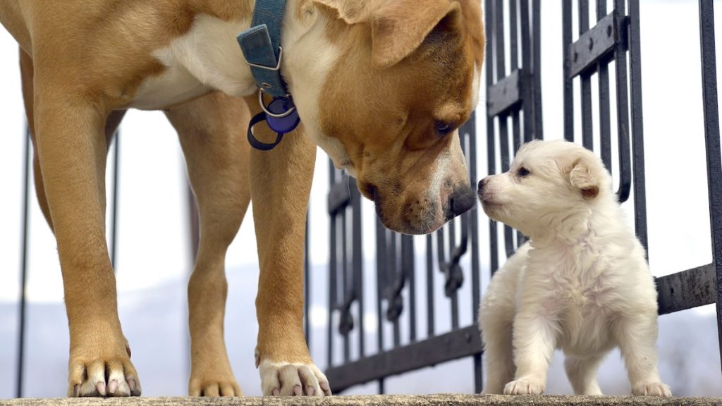 How Long Is A Dog A Puppy? An Age Chart & Timeline