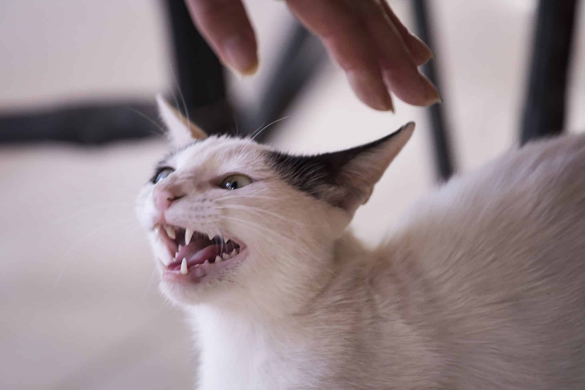 5 Reasons Why Cats Hiss & How To Stop The Behavior