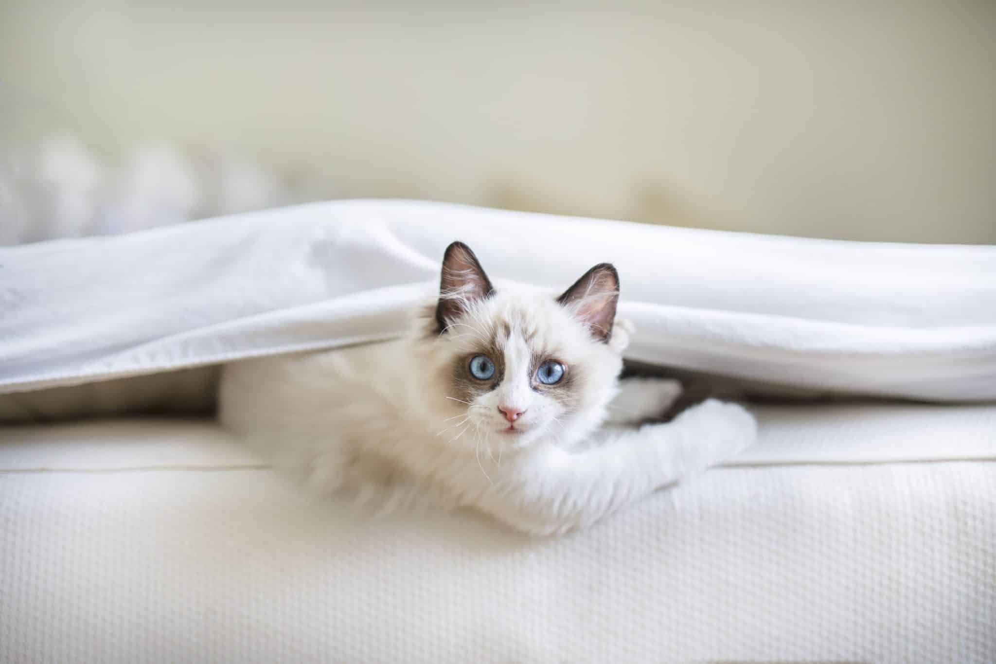 10 Fun Facts About White Cats You Might Not Know