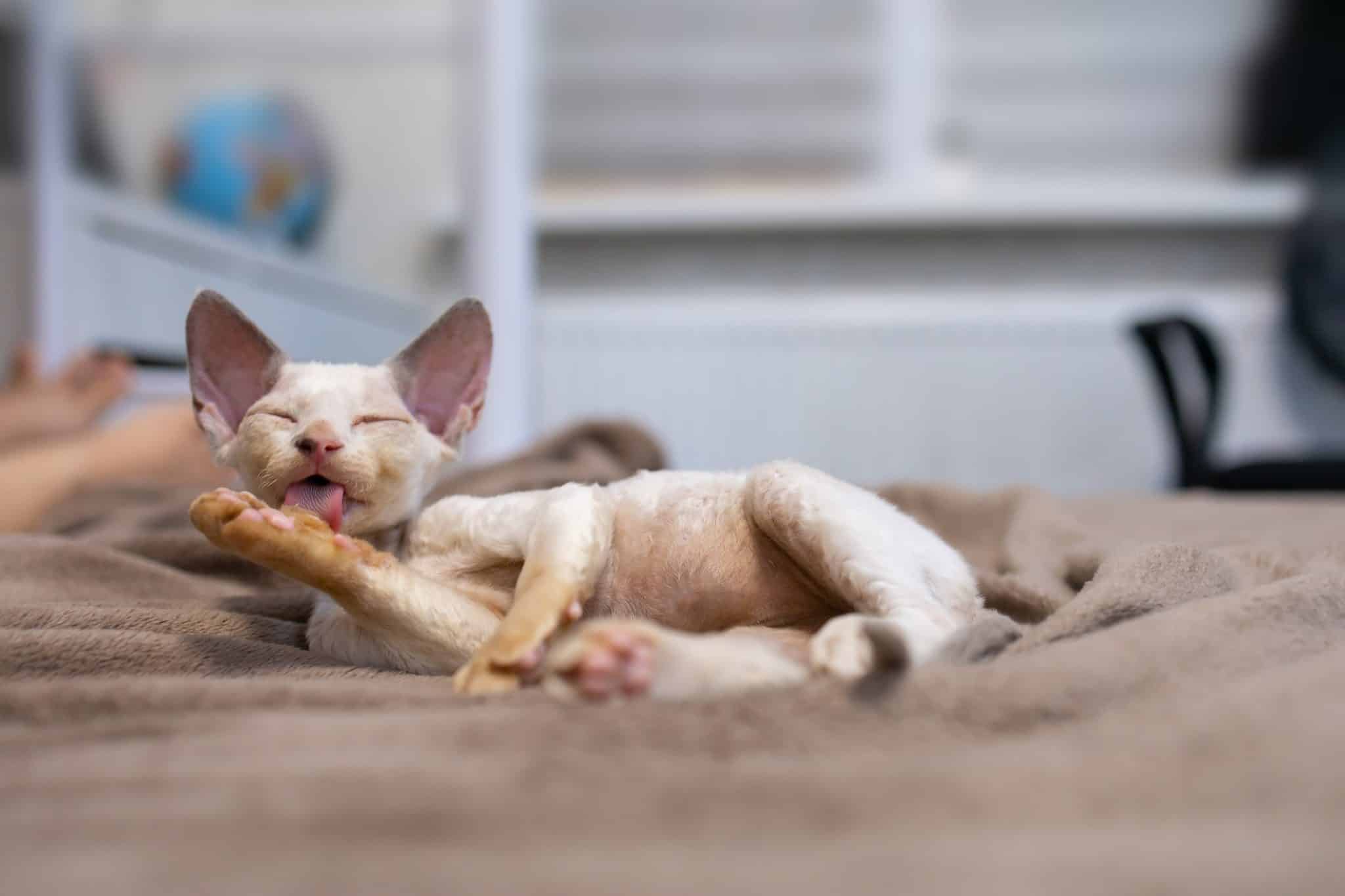 10 Fun Facts About White Cats You Might Not Know
