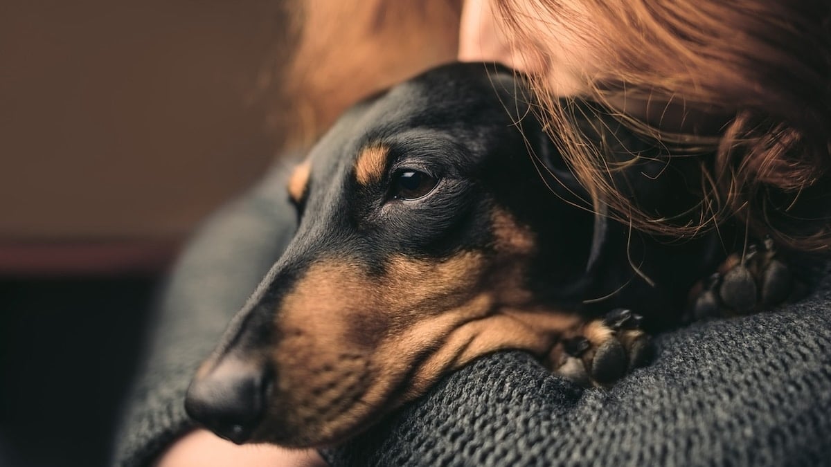 Why Dogs Are So Loving & Loyal to Their Humans?