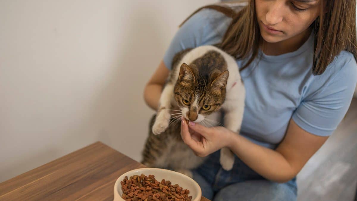 11 Reasons Why Your Cat Won't Eat