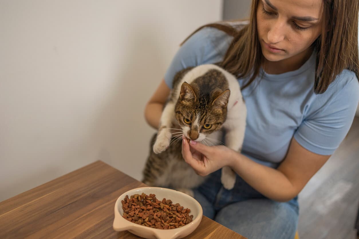 Puedo Alimentar A Mi Gato Con Comida Para Perros En Un Apuro