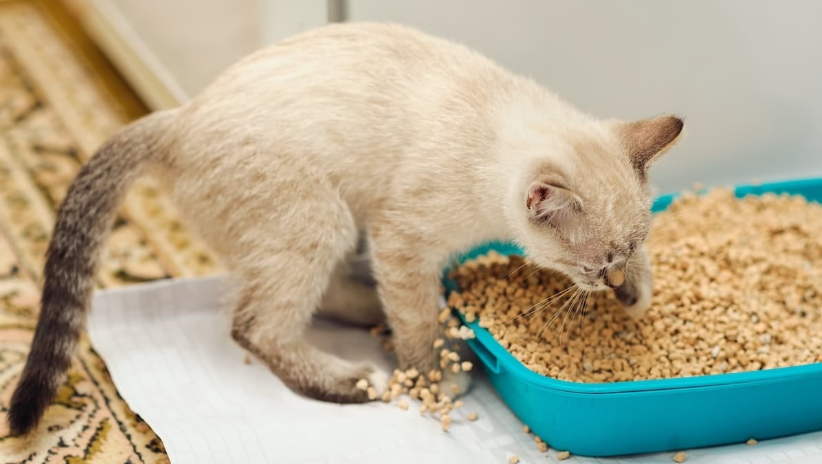 Why Do Cats Bury Their Poop?