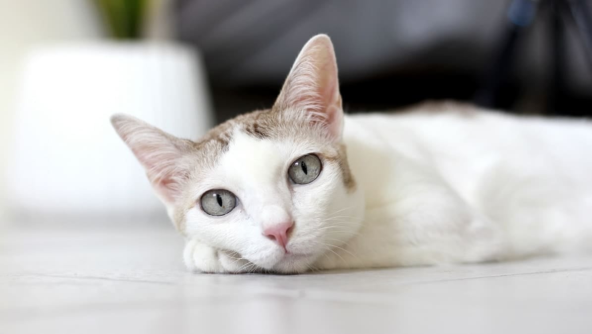 Why Do Cats Stare? How To React When They Do
