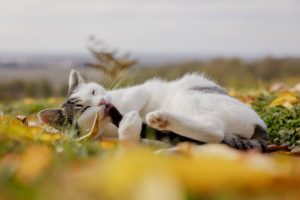 Why Do Cats Attack Their Tails? 8 Reasons And What To Do