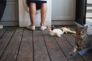 Why Does My Cat Follow Me Everywhere? 9 Reasons From Experts