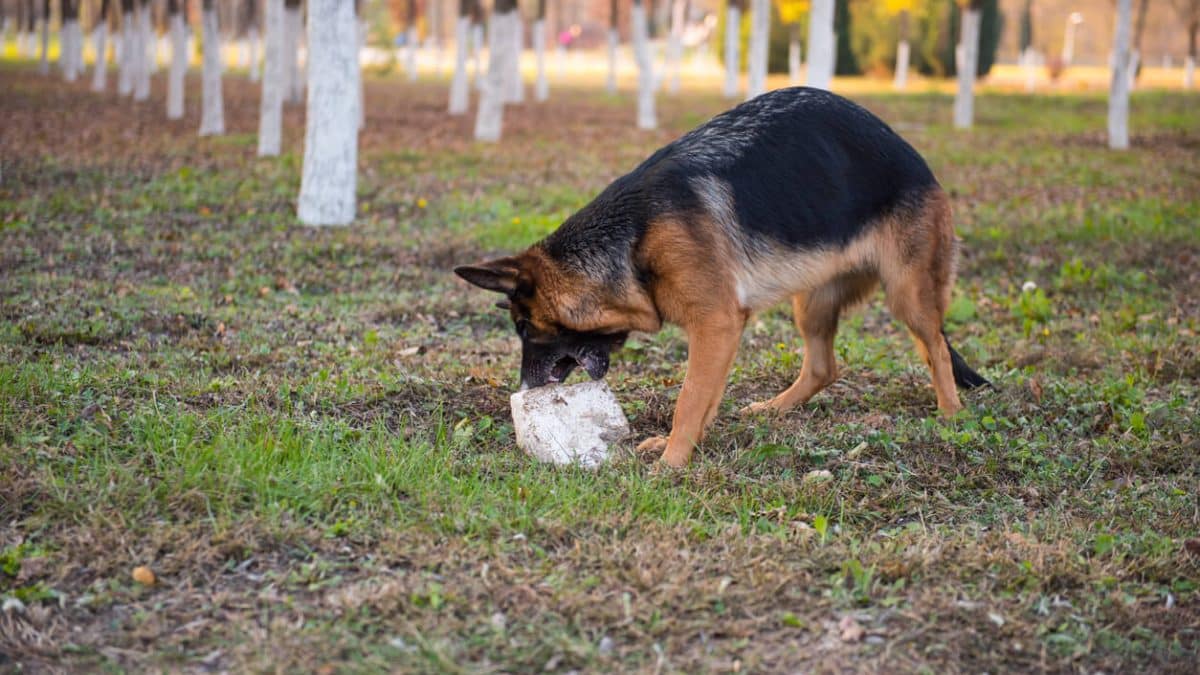 9 Reasons Why Dogs Eat Rocks And What To Do
