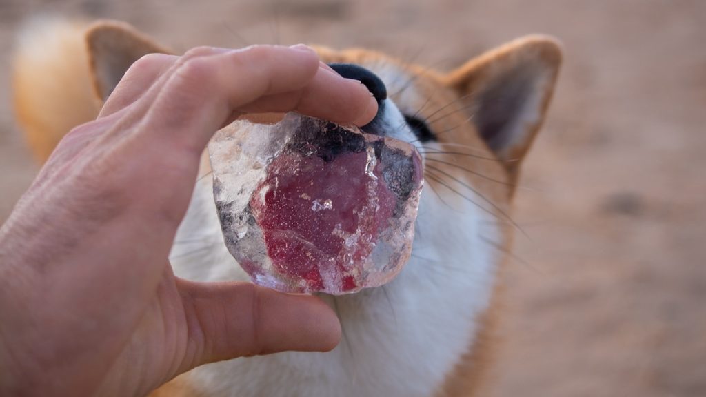 Why Dogs Like Ice Cubes, Experts Explain