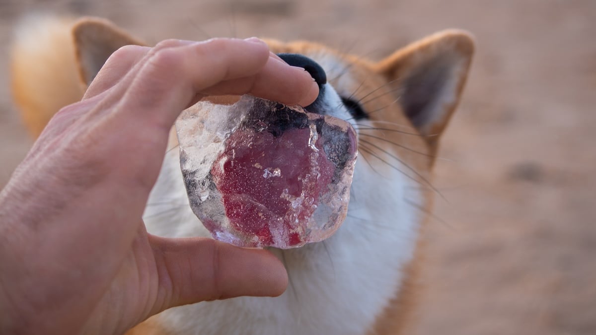 Why Dogs Like Ice Cubes, Experts Explain