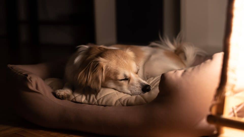 Why Do Dogs Sleep So Much? Understanding Dog Sleep Habits