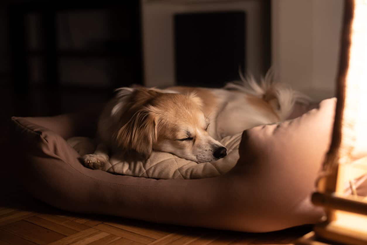8 Tricks to Get Your Puppy to Sleep Through the Night