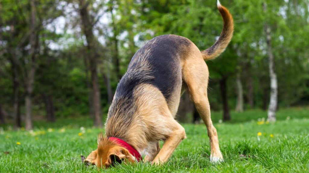 5 Reasons Dogs Bury and Hide Bones & Toys