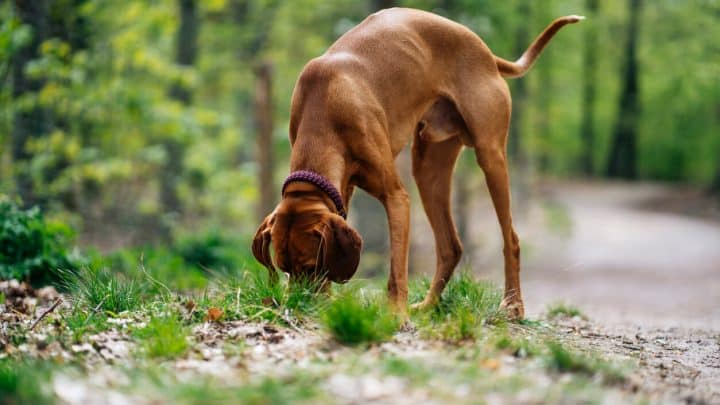Why Do Dogs Eat Vomit? Reasons, Safety, And Expert Guidance