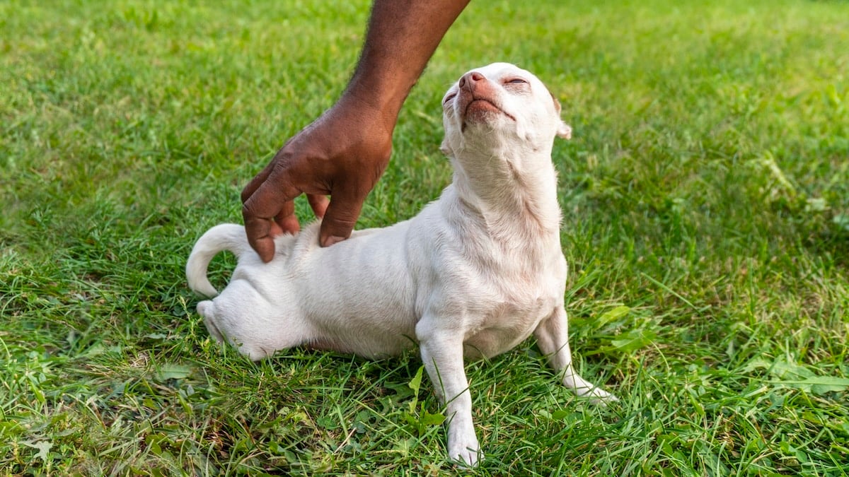 Why Do Dogs Like Being Pet So Much?