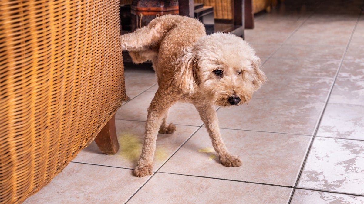 Why Is My Dog Suddenly Peeing in the House? Experts Answer