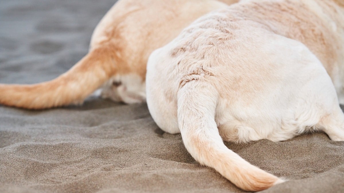 Why Does a Dog’s Tail Wag?