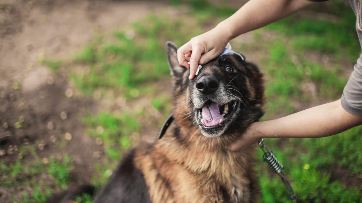 Dog Eye Boogers: Causes, How to Remove Discharge & Seeing a Vet