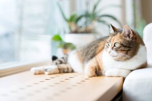 Wobbly Cat Syndrome: Symptoms, Causes, Diagnosis, and Management