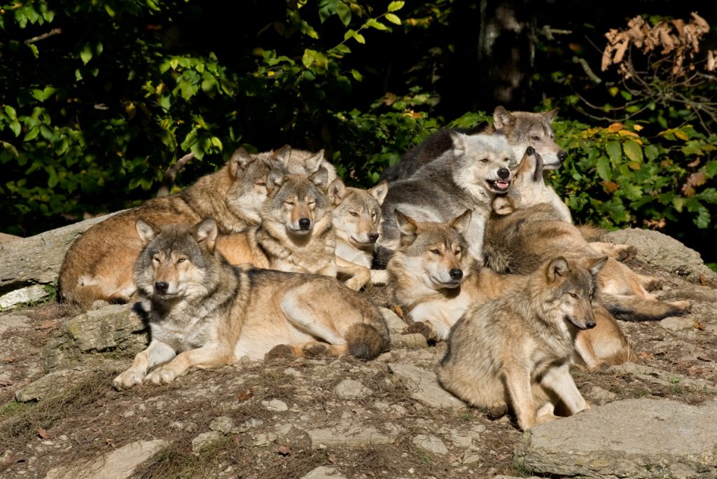 Why Does My Dog Follow Me Everywhere? Why Velcro Dogs Shadow You