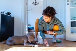 7 Gründe, warum Hunde ihr Revier markieren, und wie man dies unterbindet