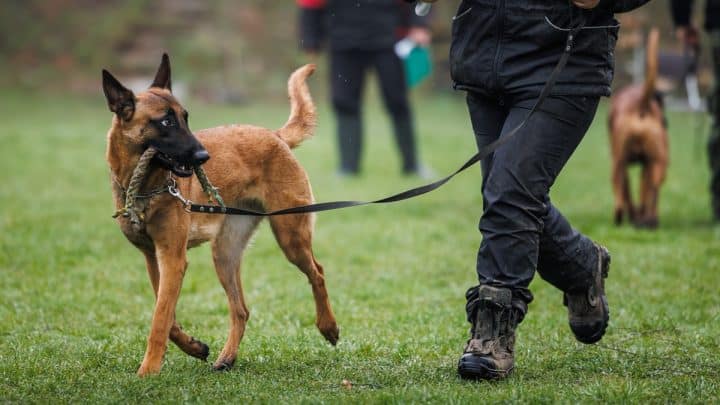 15 Working Dog Breeds & Their Essential Jobs
