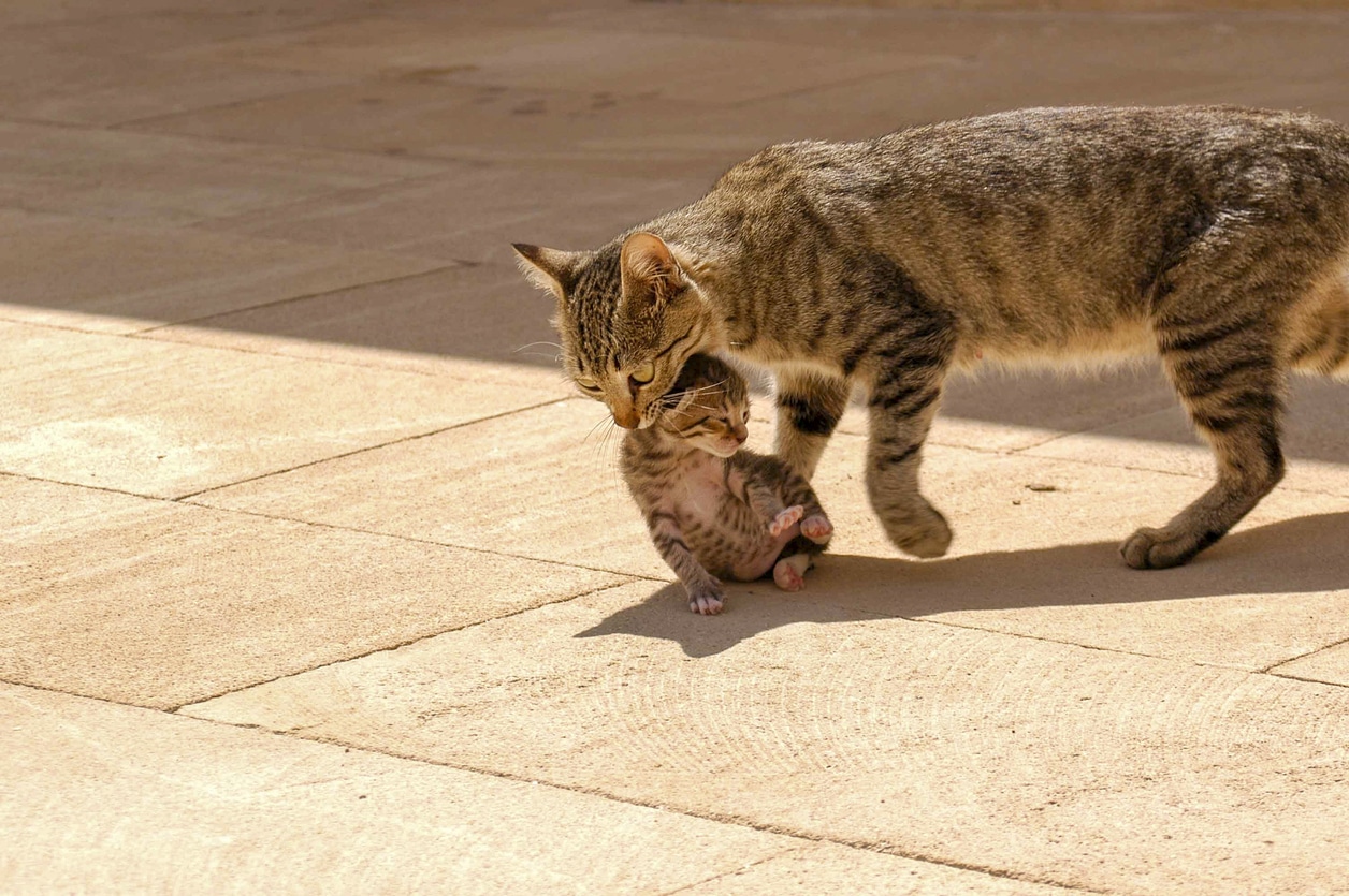 5 Steps to Hold a Cat Safely & Wrong Ways to Hold a Cat