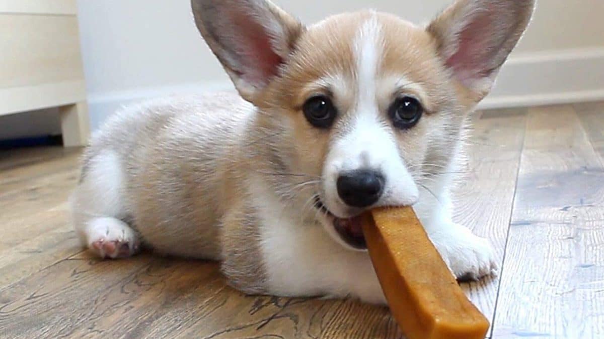 Rover Test Pups Review Himalayan Yak Chews for Super Chewer Dogs