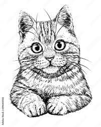 Bianca S. | Normal, IL | Rover.com