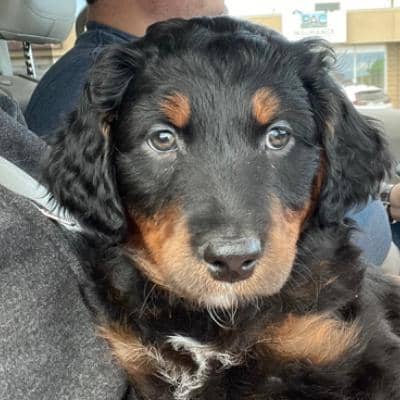 Ashley & Robbie G. | Coeur d’Alene, ID | Rover.com