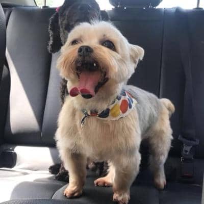 Janine P. | Fairfield, NJ | Rover.com