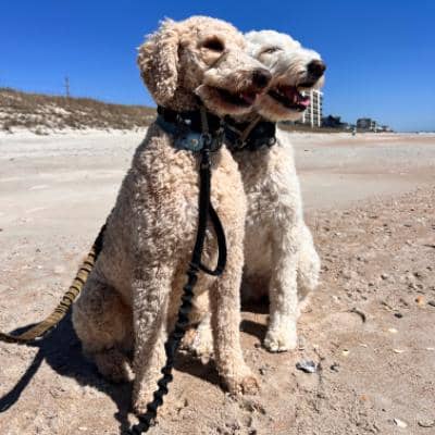 Michaela C. | Annapolis, MD | Rover.com