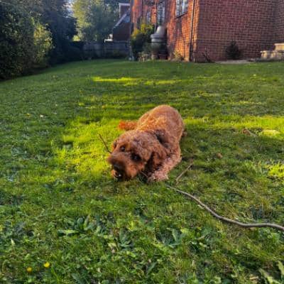 Suzanne H. | Hemel Hempstead, United Kingdom | Rover.com