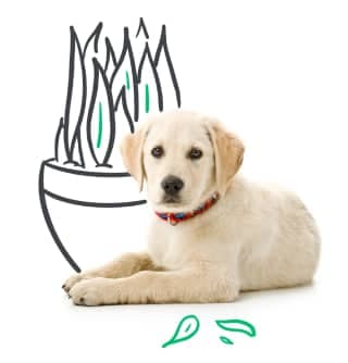 Rover Guarantee | Rover.com